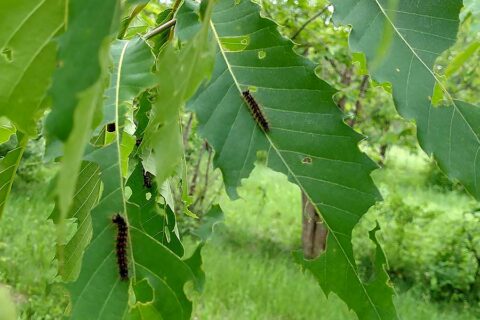 Growing Chestnuts | The American Chestnut Foundation