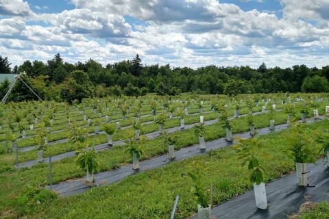 Growing Chestnuts | The American Chestnut Foundation