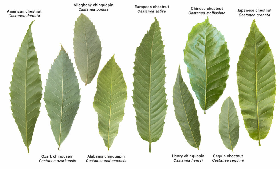 Chestnut Species Overview | The American Chestnut Foundation