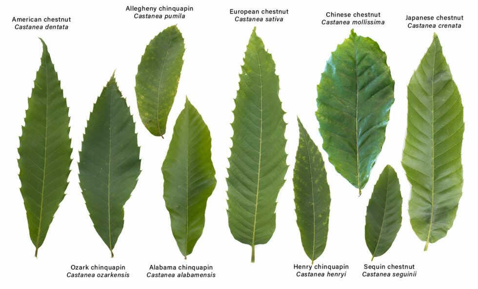 Identification of American Chestnut | The American Chestnut Foundation