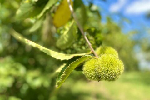 Growing Chestnuts | The American Chestnut Foundation