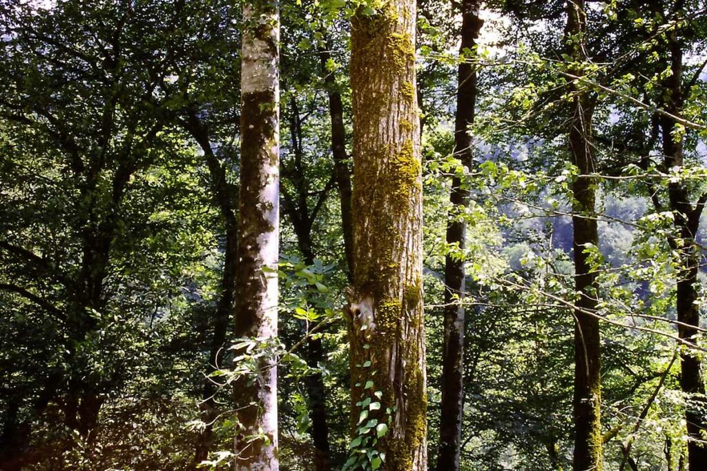 Chestnut Growing Chestnut Trees From Seed Farm And Dairy