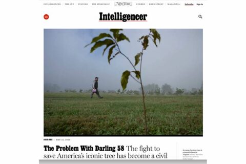 The Problem With Darling 58: the fight to save America’s iconic tree ...