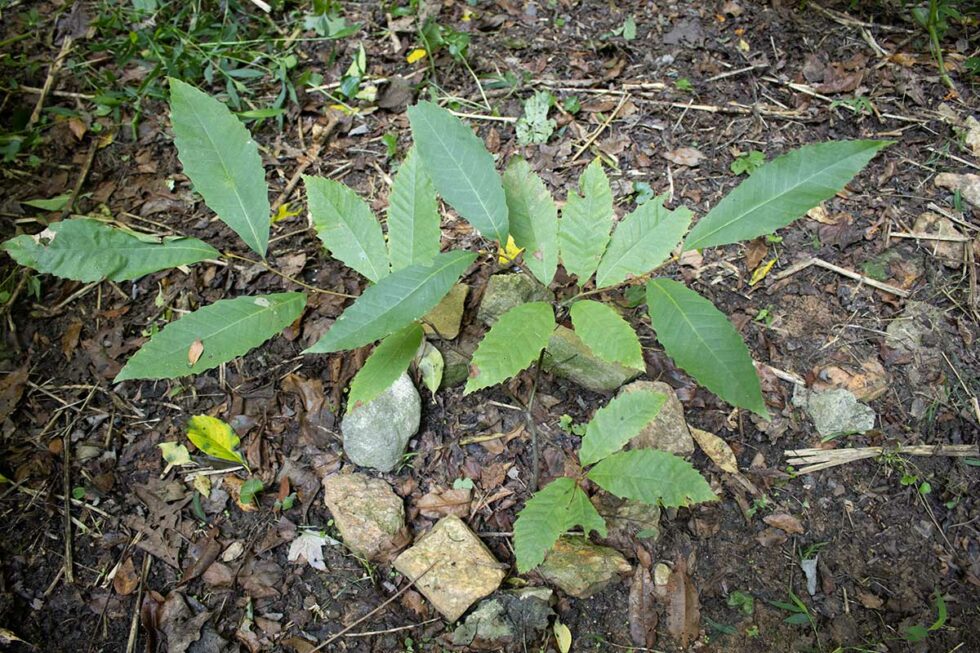 Get American Chestnut Trees | The American Chestnut Foundation