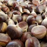 Growing Chestnuts | The American Chestnut Foundation