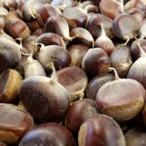 Growing Chestnuts | The American Chestnut Foundation