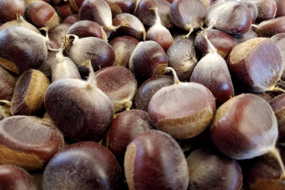 VA – Planting at Matthews State Forest | The American Chestnut Foundation