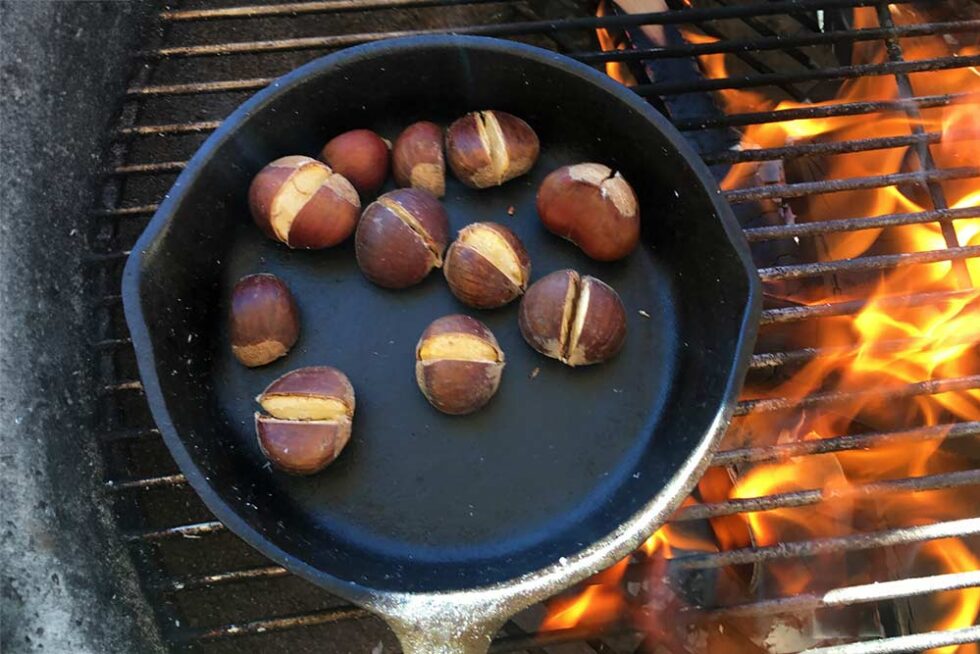 The American Chestnut Foundation | Rooted in Restoration