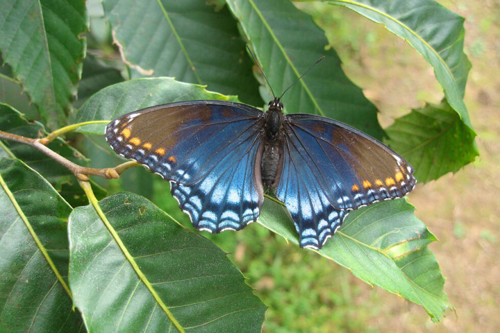 Chestnut Chat: How American Chestnut Hybrids Interact with Their ...