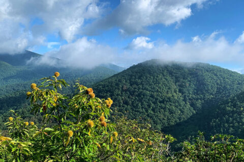 How to Find American Chestnut Trees in the Wild | The American Chestnut ...