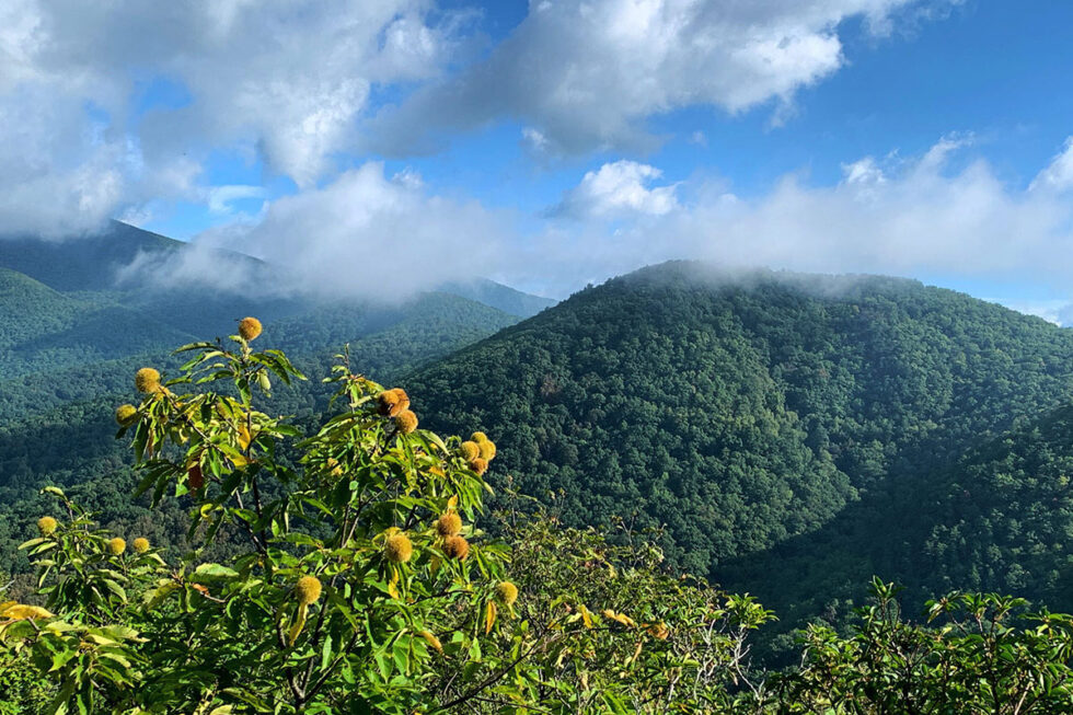 How to Find American Chestnut Trees in the Wild | The American Chestnut ...