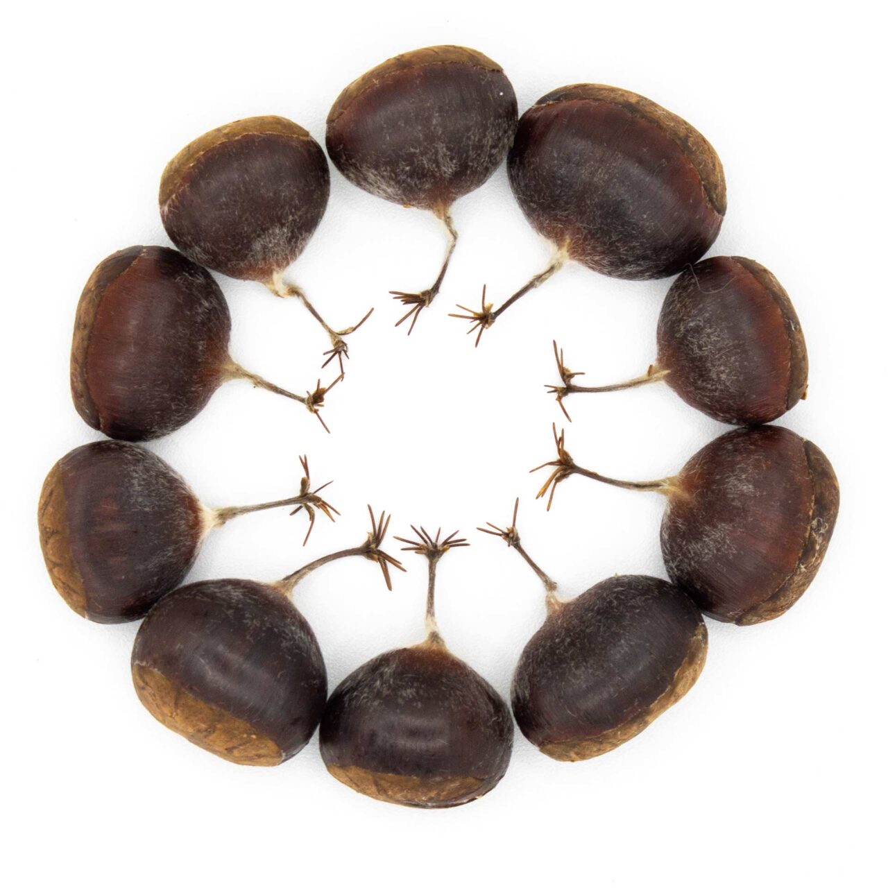 The American Chestnut Foundation | Rooted in Restoration