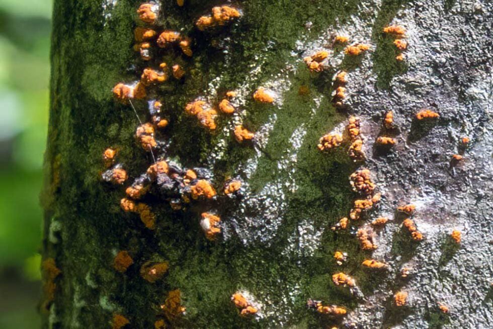 Tree Breeding | The American Chestnut Foundation