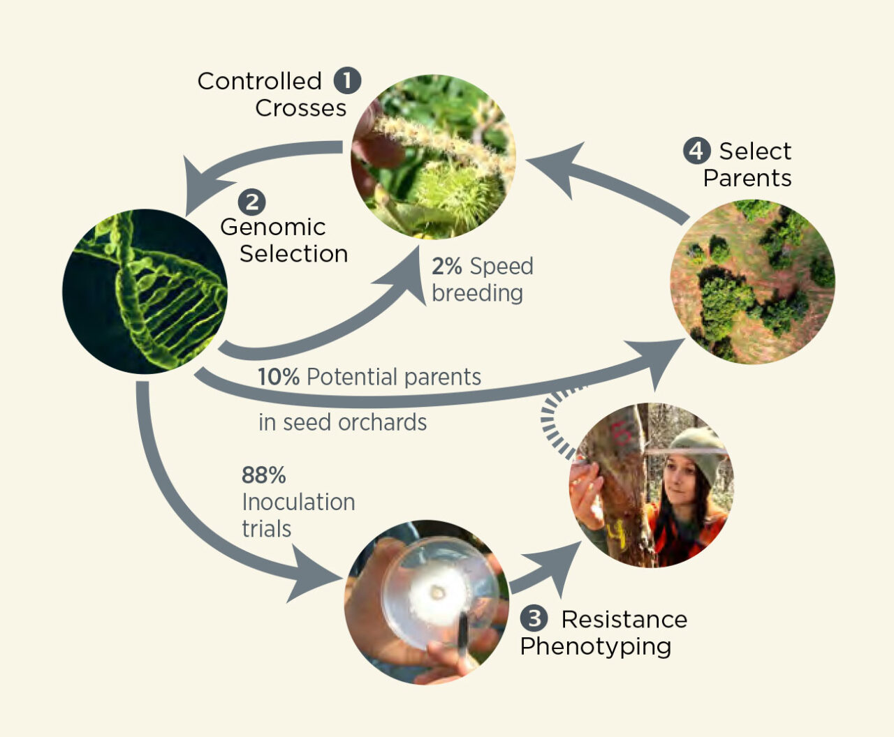 Tree Breeding | The American Chestnut Foundation