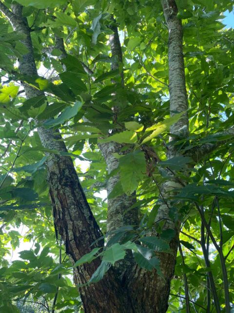Meet the Trees | The American Chestnut Foundation