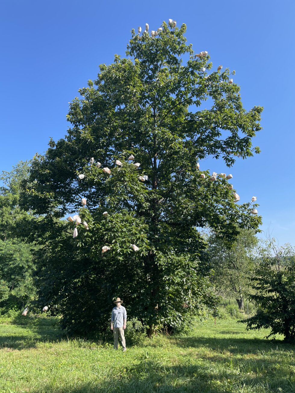 Meet the Trees | The American Chestnut Foundation