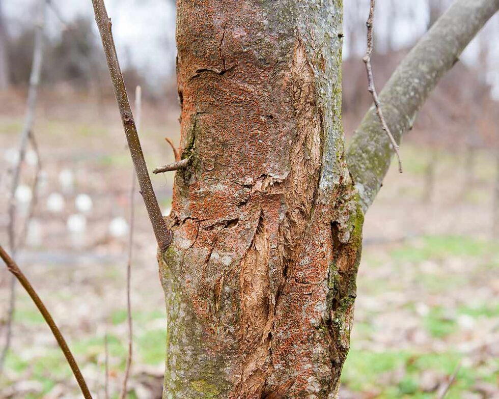 Meet the Trees | The American Chestnut Foundation