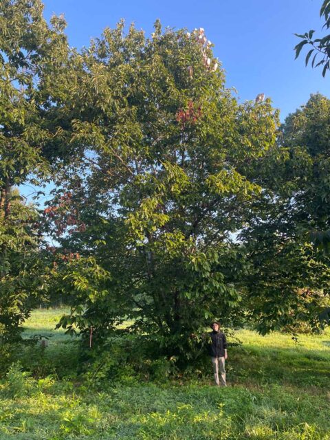 Meet the Trees | The American Chestnut Foundation