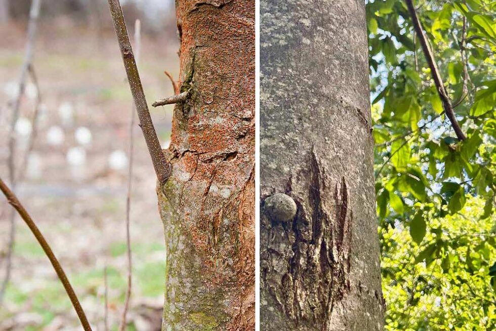 Genomics Offers a Faster Path to Restoring the American Chestnut | The ...
